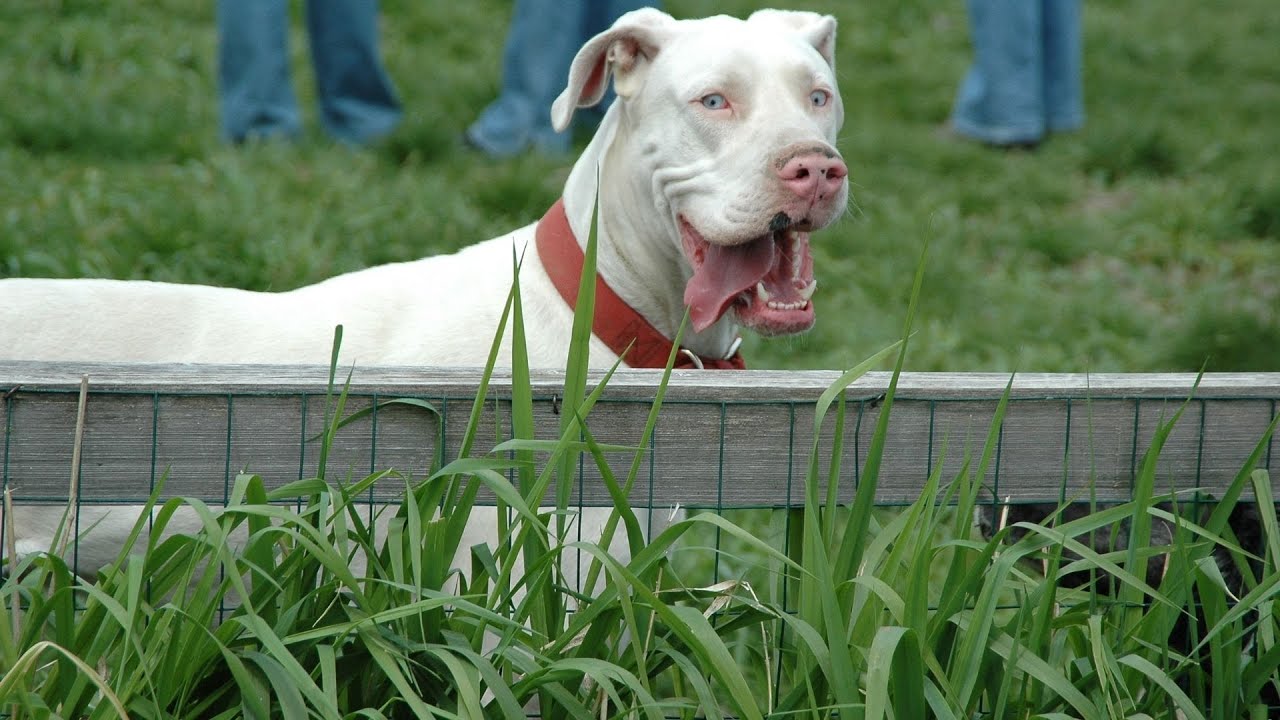 Title Great Danes on the Job Working Roles and Tasks - YouTube