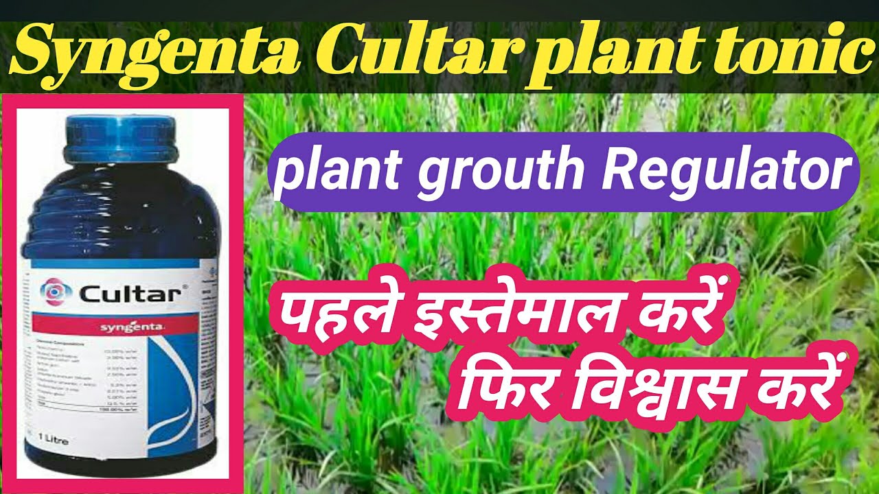 Syngenta cultar plant grouth regulater |cultar plant grouth tonic ...