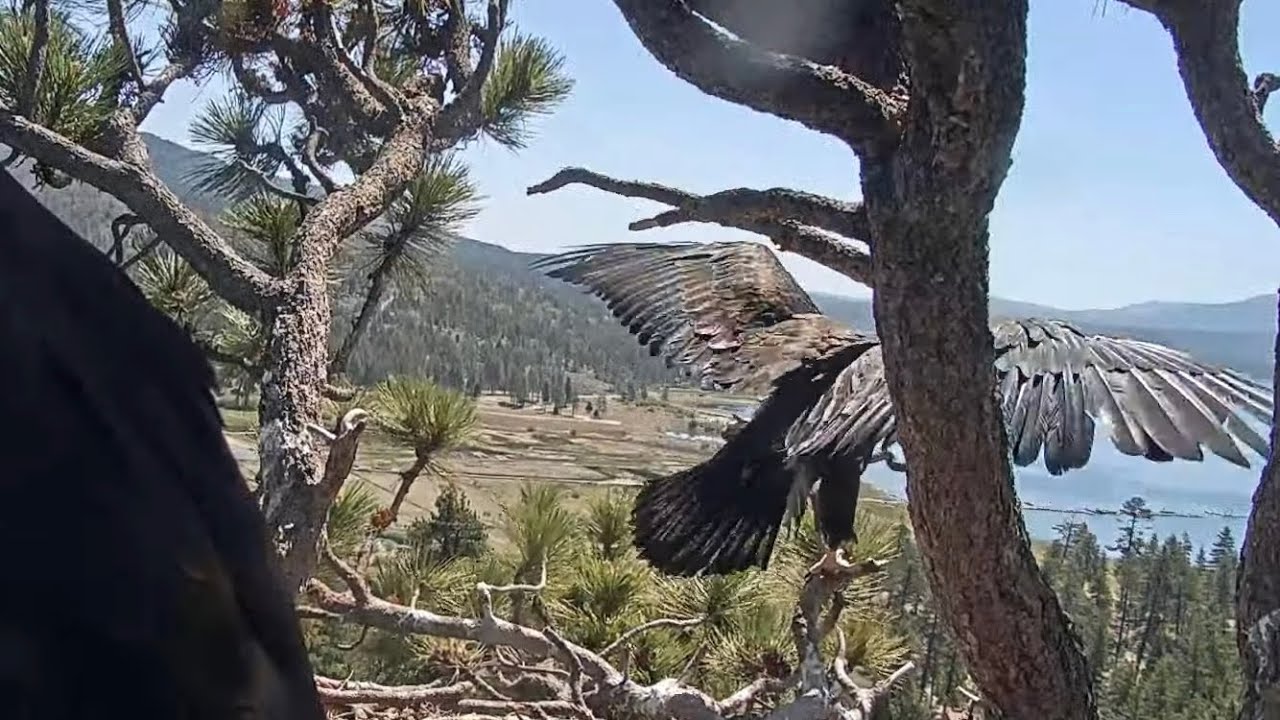 SPIRIT SERIOUSLY flapping wings on the front Porch Big Bear Bald Eagles May 22 2022 - YouTube