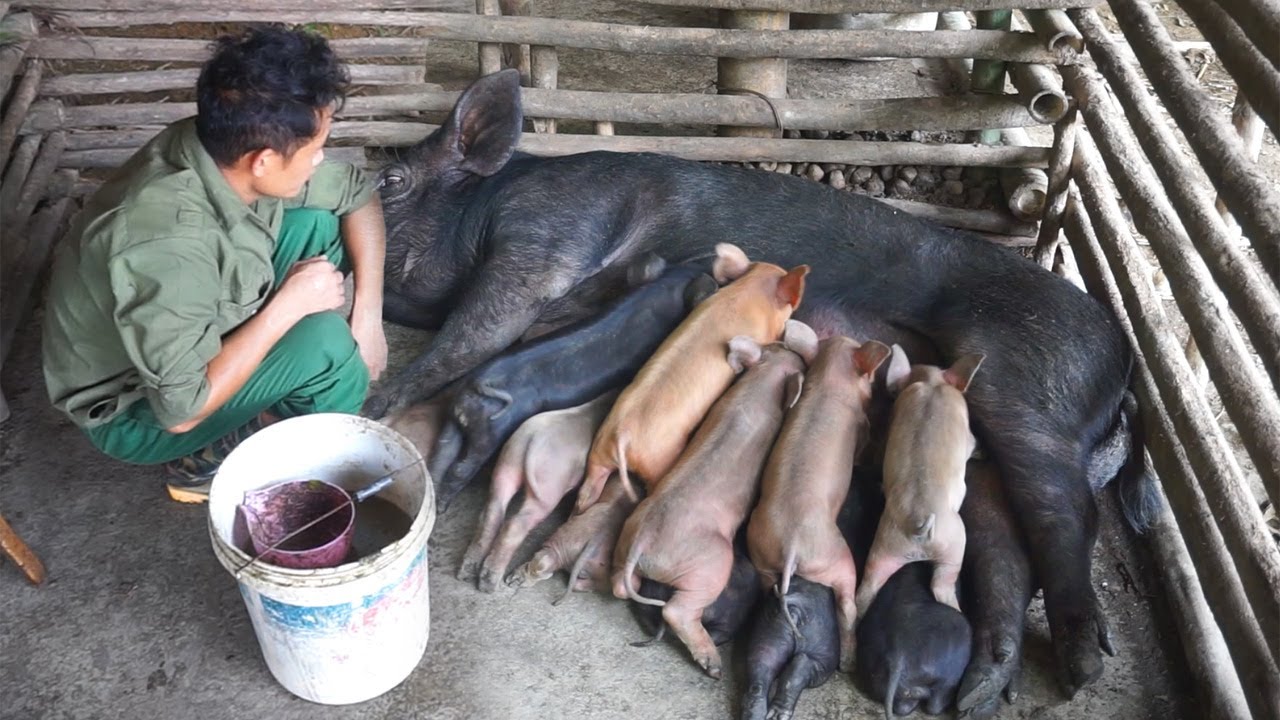 The mother pig gives birth to a well-developed baby,decorates the ...