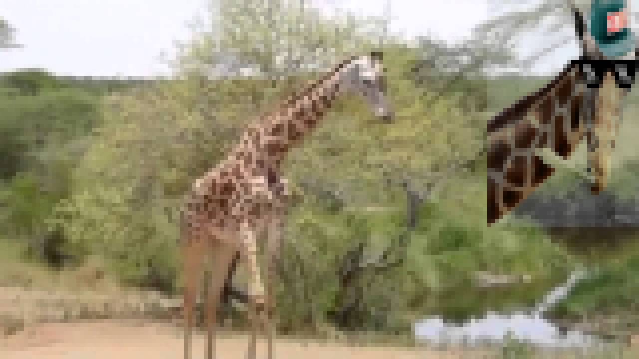 Minecraft Giraffe Mod (Minecraft 1.9) - YouTube