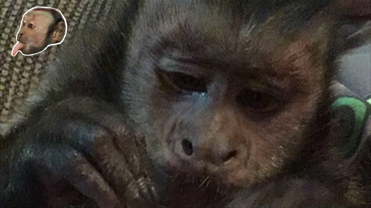 Capuchin MonkeyBoo Q & A - YouTube