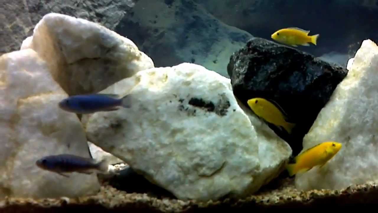 My 45 gallon yellow lab/powder blue cichlid tank - YouTube