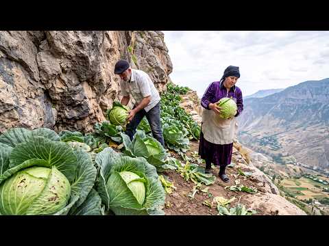 Harvesting Giant Cabbages: A Day in a Mountain Village