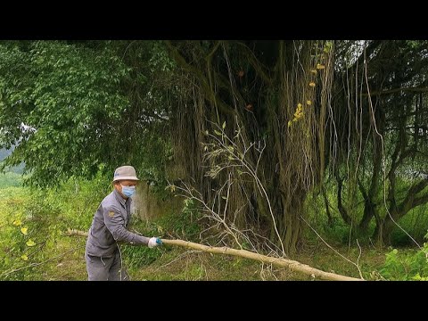 The Haunted Ghost on the Big Banyan Tree - Chopping Down the Haunted ...