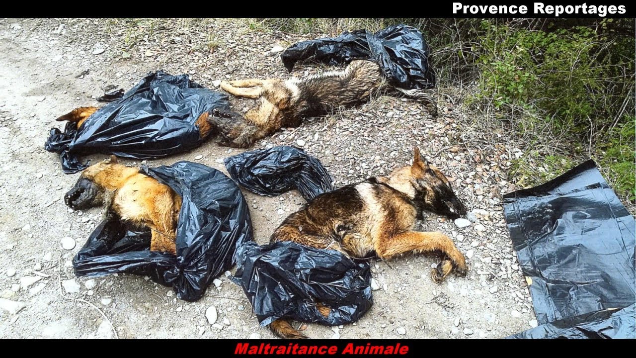 Stop à la maltraitance animale. Ne soyez plus complices de ces ...