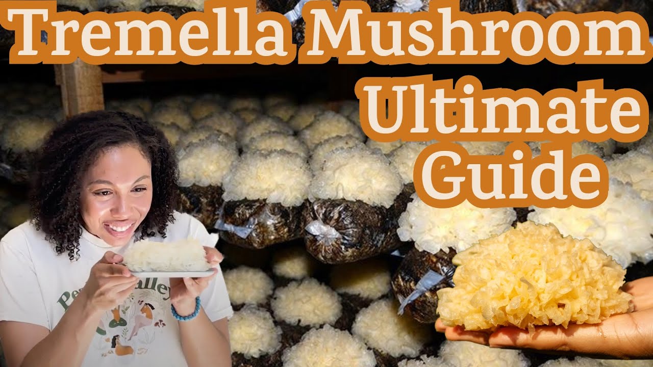 Tremella / Snow Mushroom Ultimate Guide - Health Benefits (Skin/Brain ...