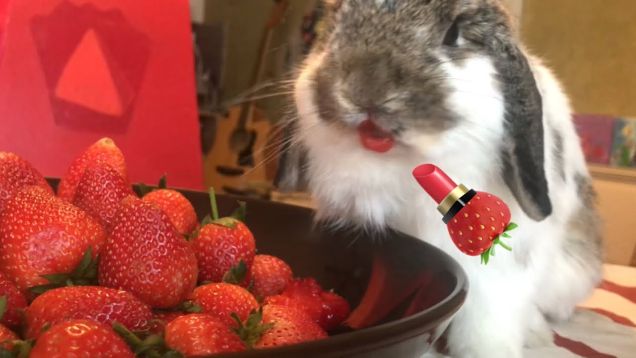 Strawberry lipstick and friends with cute bunny! 🍓💄🐰 [Vlog 48] American ...