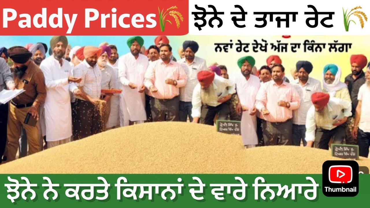 Basmati Price Today| 1401ਮੁੱਛਲ ਭਰੇਗੀ ਉੱਚੀ ਉਡਾਣ| Paddy Mandi Price ...