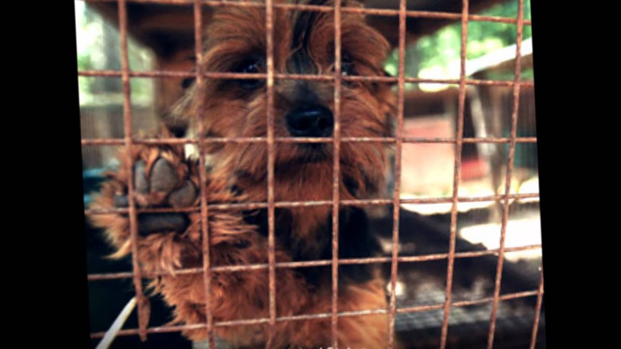 Puppy factories - YouTube