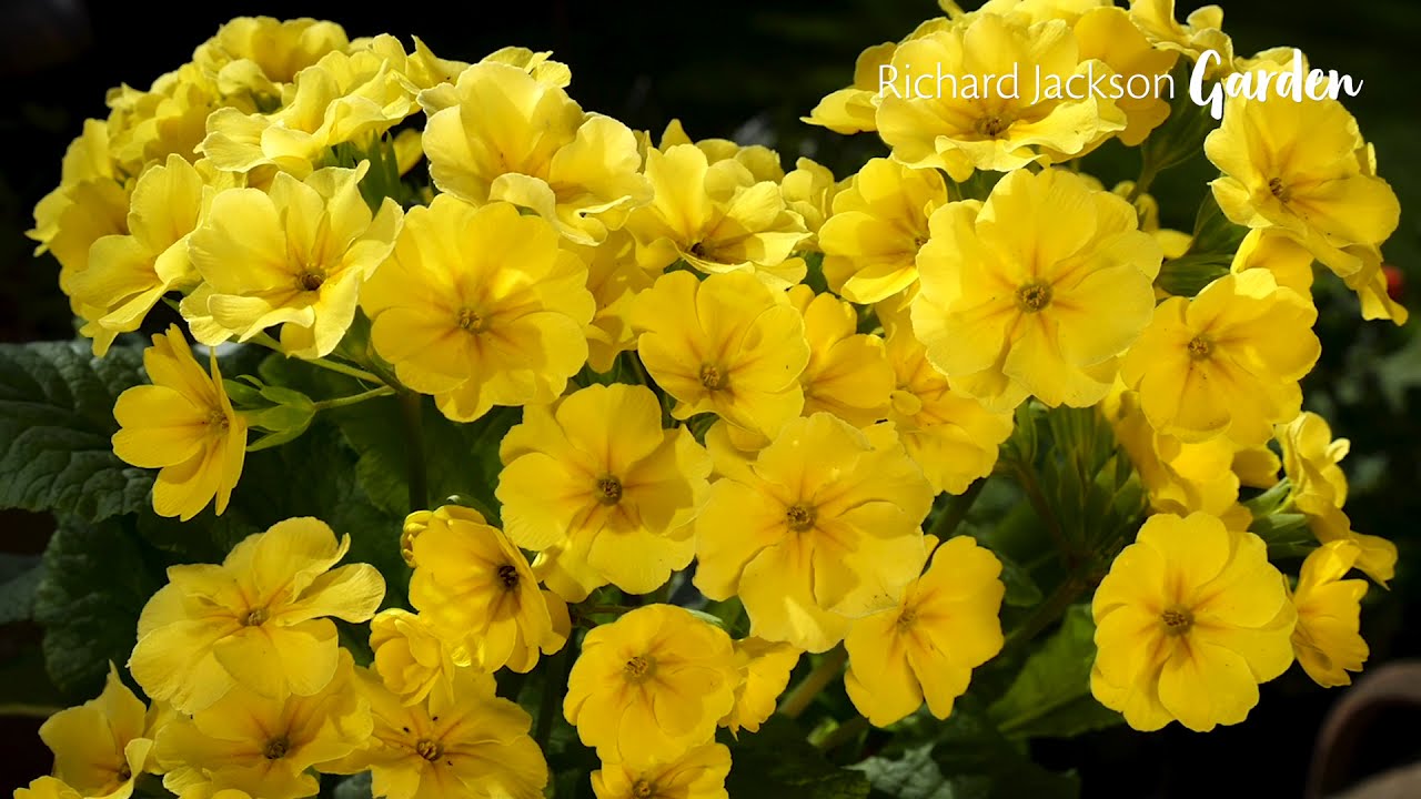 Scented Multi-flowering Polyanthus Veristar Yellow - YouTube