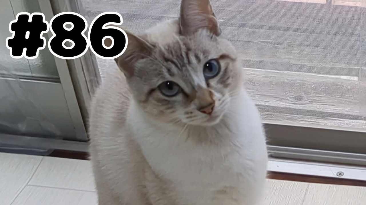 #86 やっぱりダメでした。Cat Nono did not get to play. - YouTube