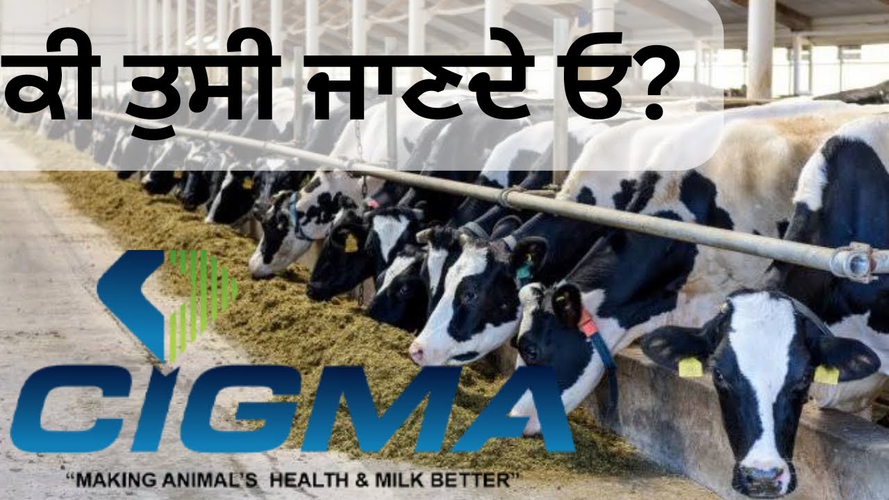 ਸਿਰਫ ਸਿਗਮਾ ਫੀਡ ਹੀ ਕਿਉਂ? Cigma cattle feed - YouTube