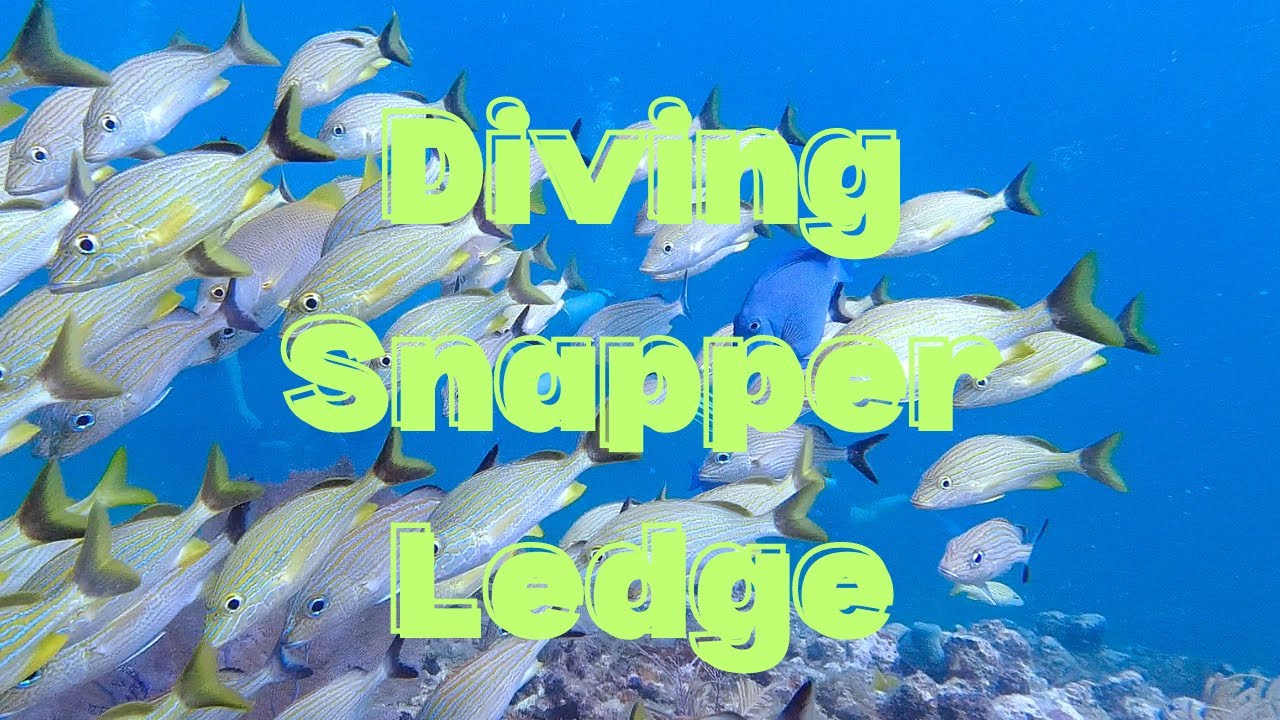 Scuba Diving Snapper Ledge - YouTube