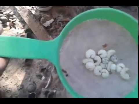 "Comendo gongo" em Marabá- pa - YouTube