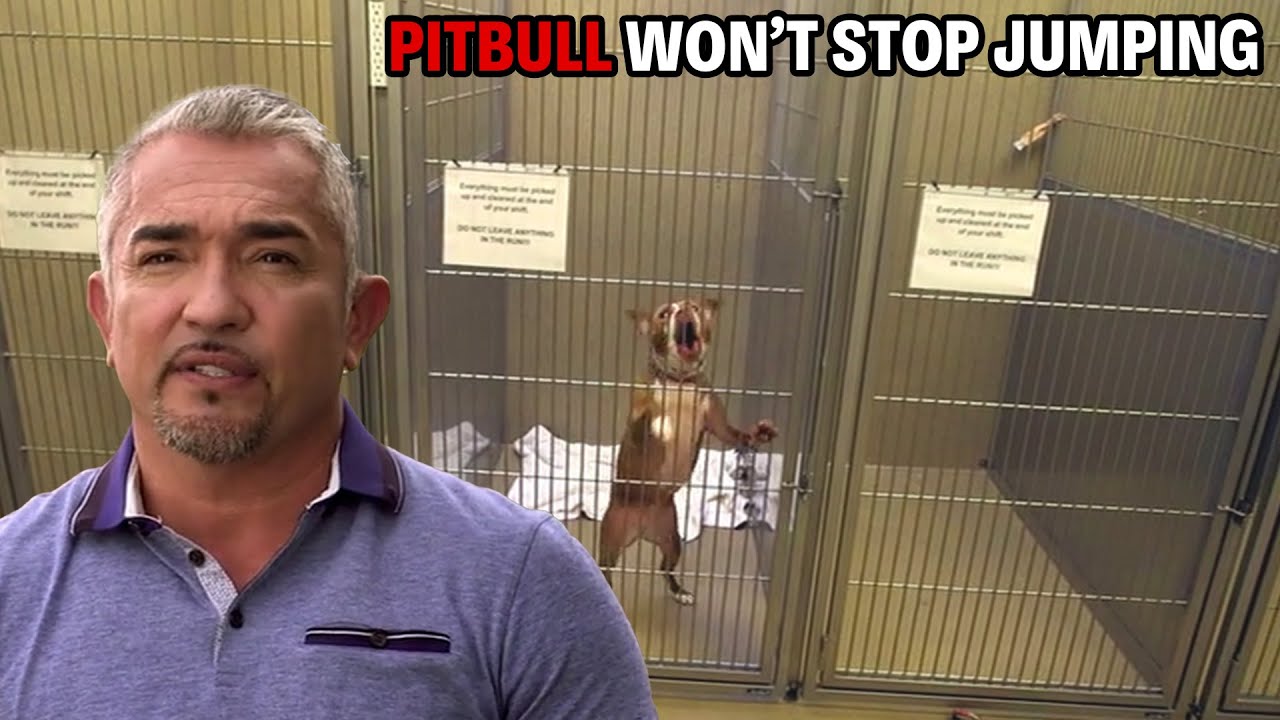 This Pitbull Miraculously Saves Other Dog Lives | Cesar 911 Season 2 ...