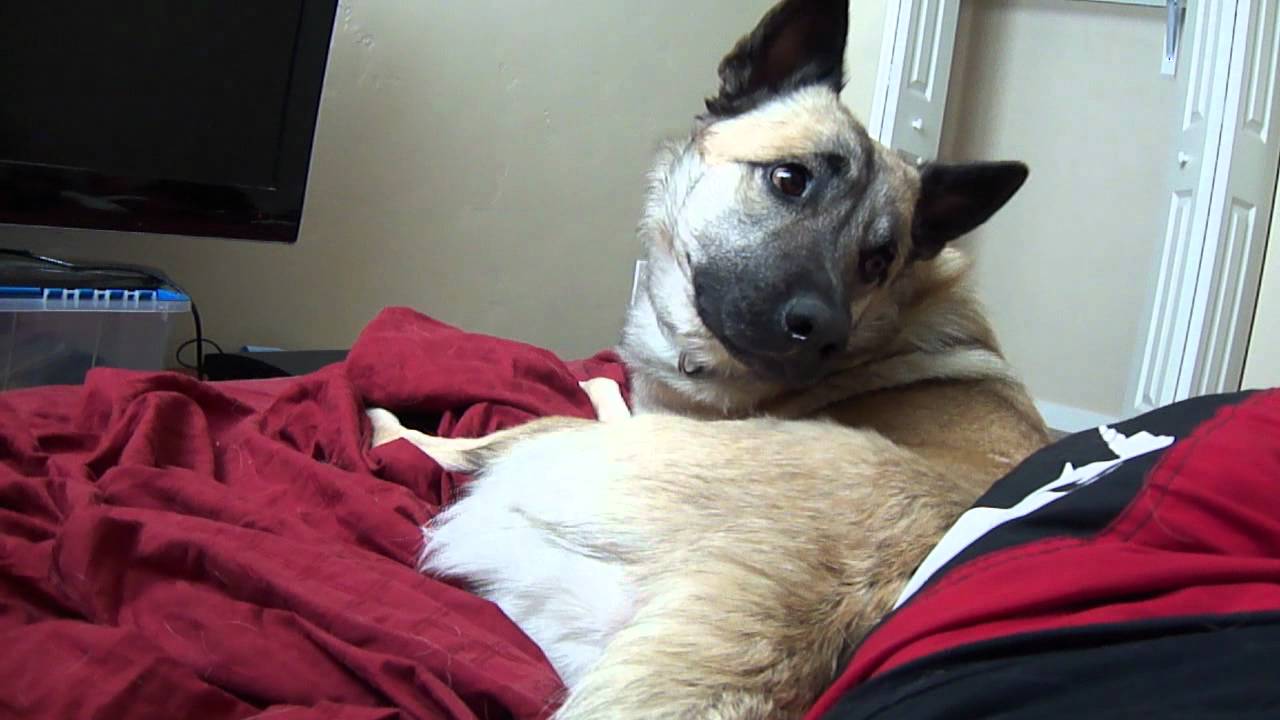 Making Sonic Howl - YouTube