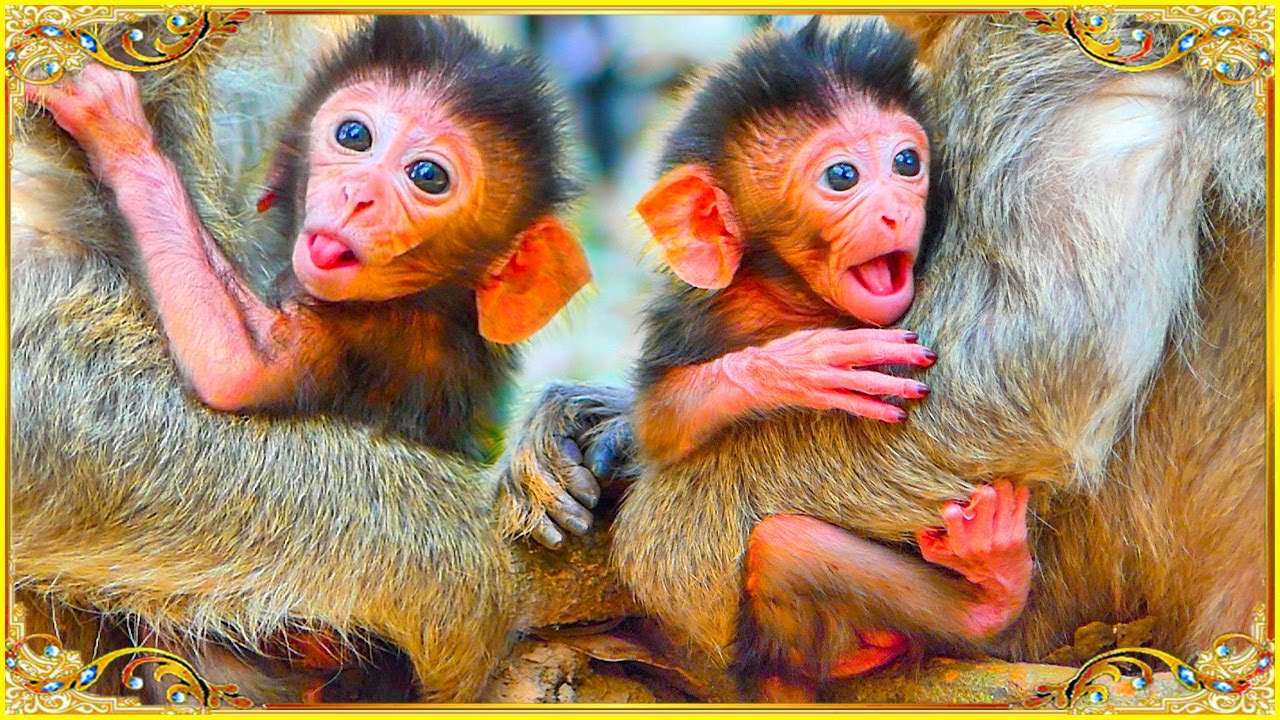 Wow!! Gorgeous Newborn Monkey-Jade Is Too Old Of Age But She Gave Birth ...