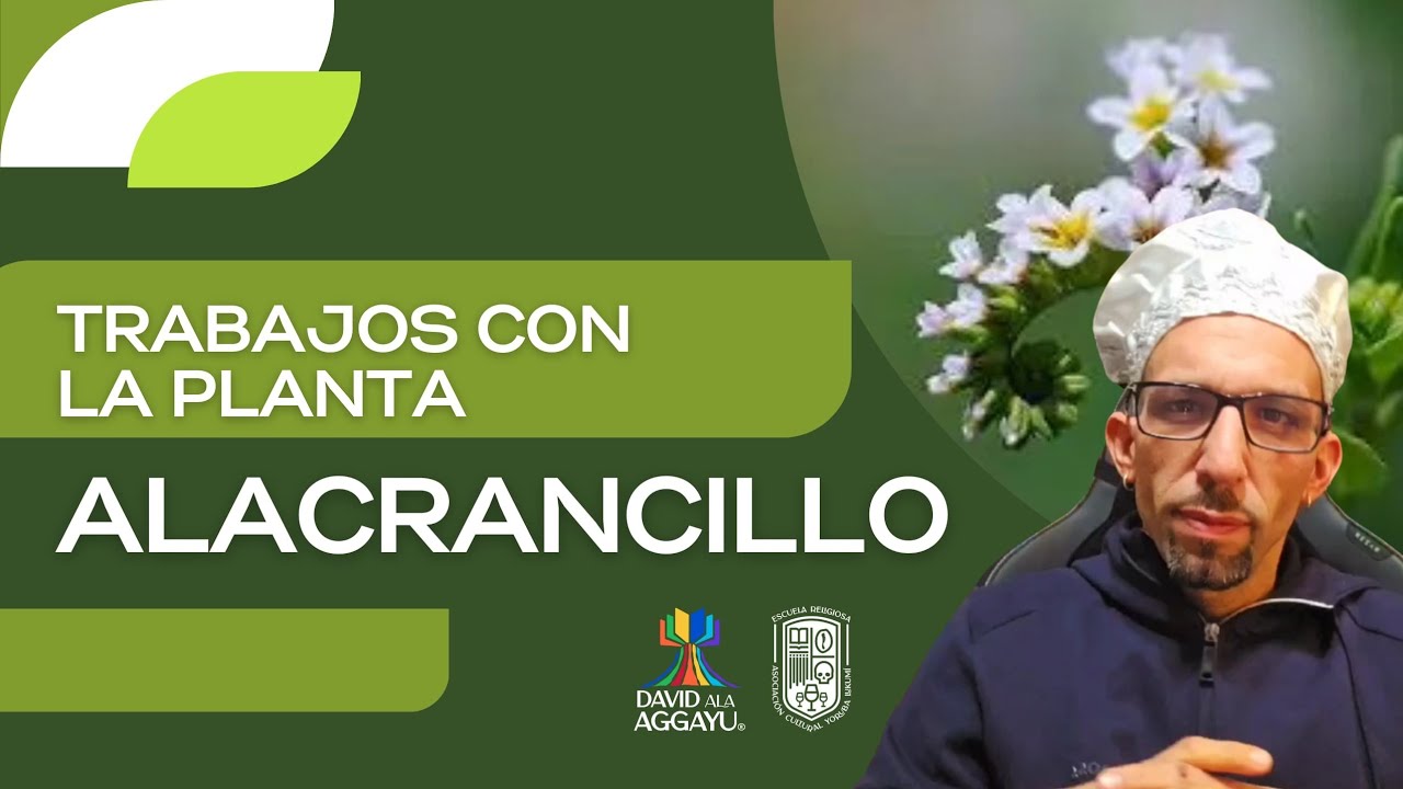 Trabajos con la Planta ALACRANCILLO Ewe Osain - YouTube