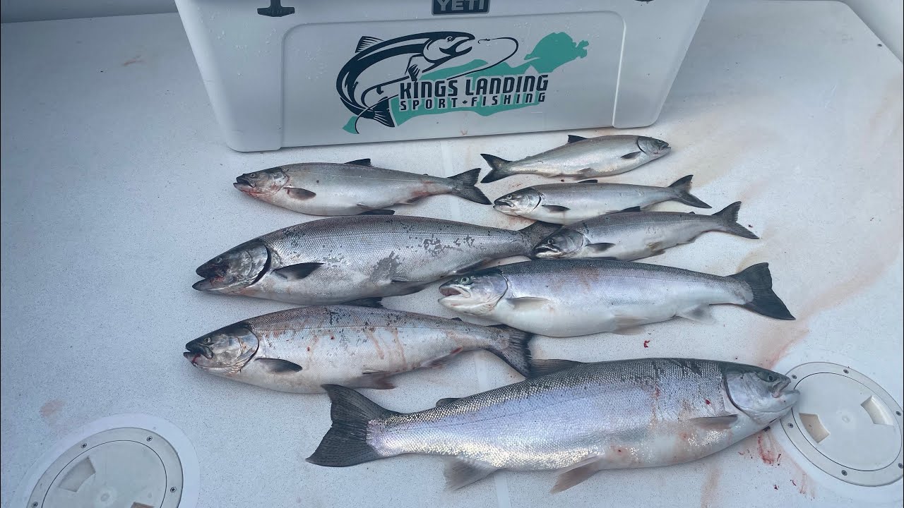Toronto Fishing Report - September 24, 2022 - Kings Landing Sport ...