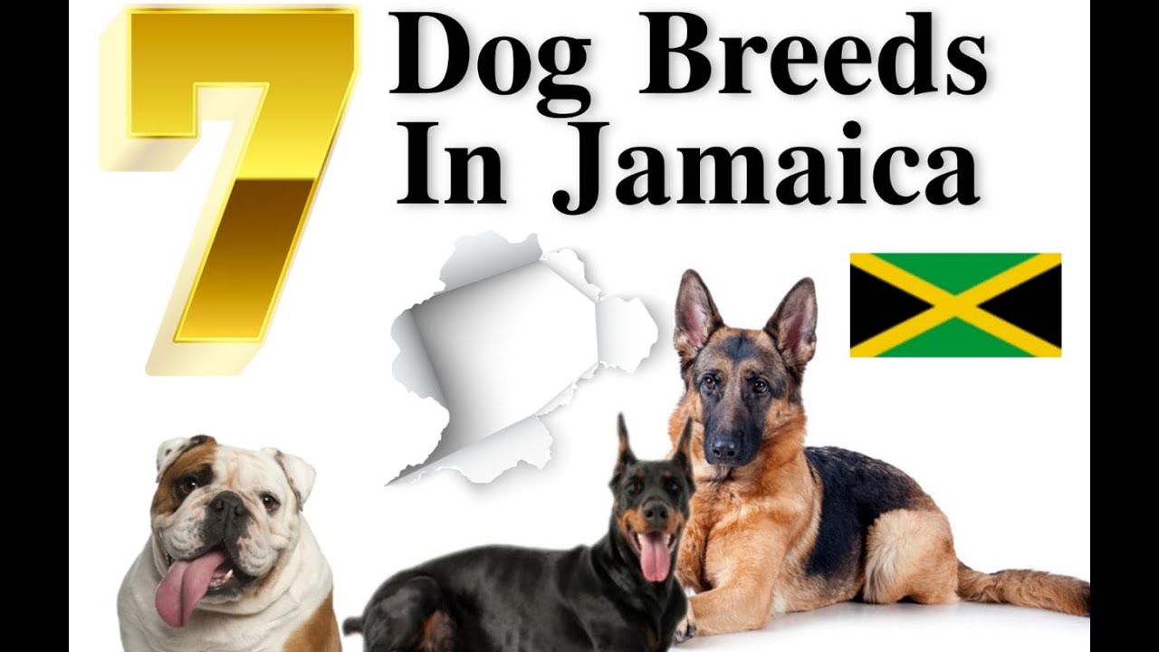 Breed In Jamaica at Tamara Wickline blog