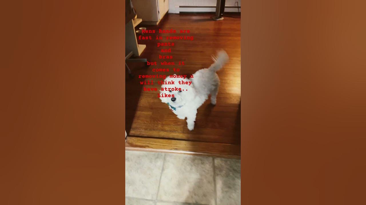 Bichon frise cute 🥰 #follow #bichonfrise #dog #followforfollowback - YouTube