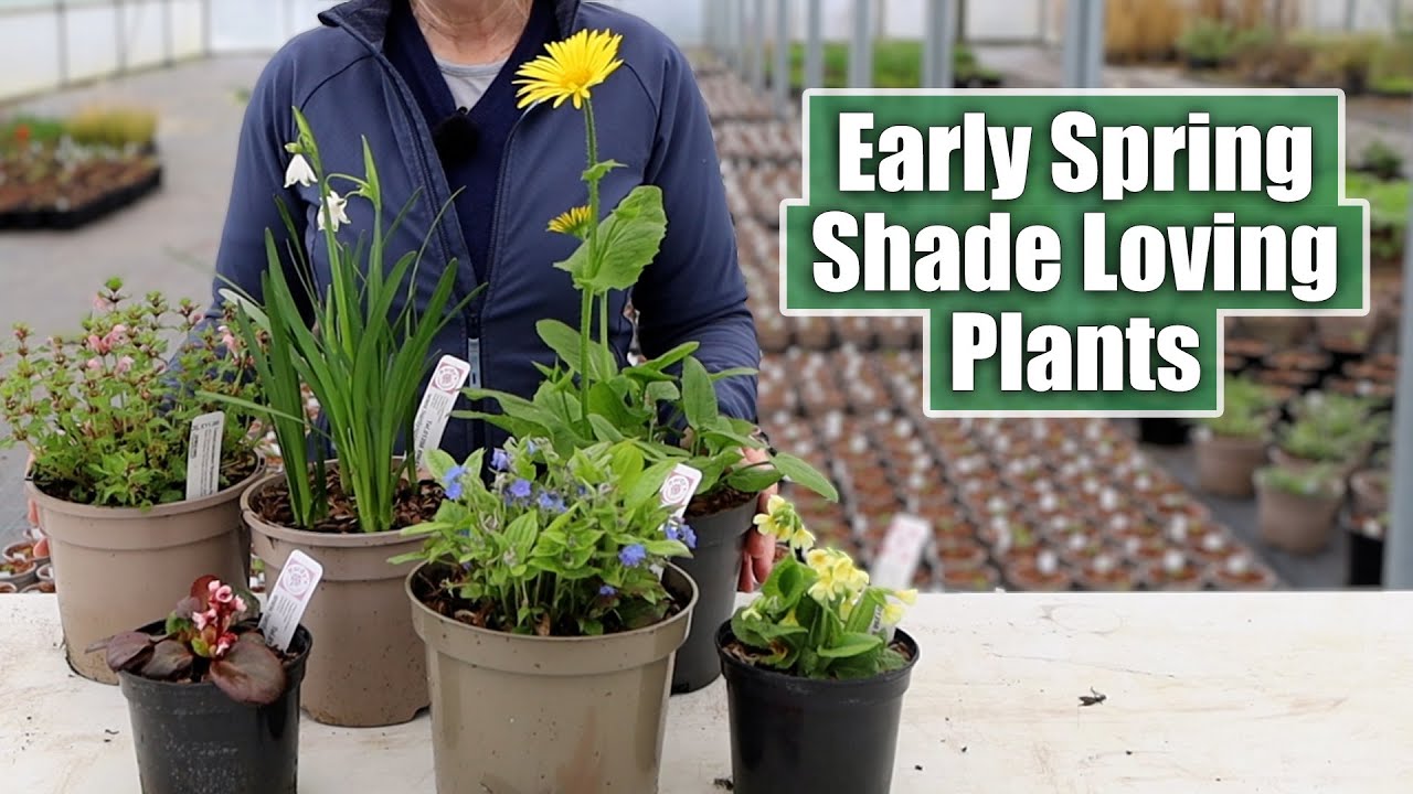 Shade Loving Perennials that SHINE in Early Spring - YouTube