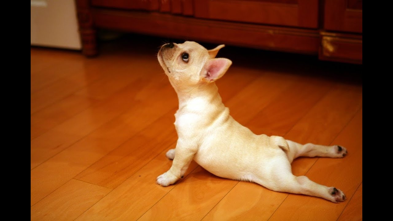 Funny Yoga Fails - Compilation #1 - YouTube