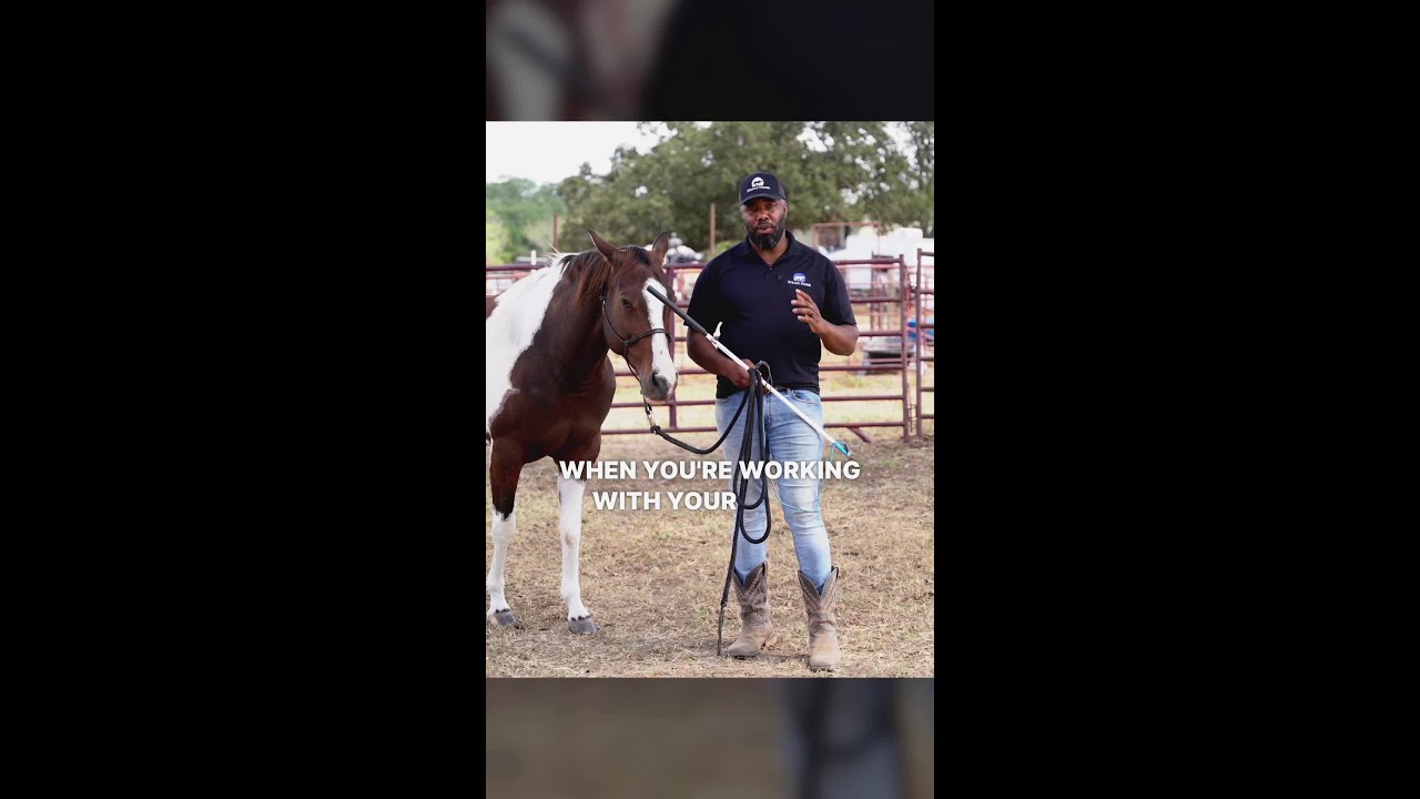 The Importance of Clear Communication in Horse Training: Avoiding ...