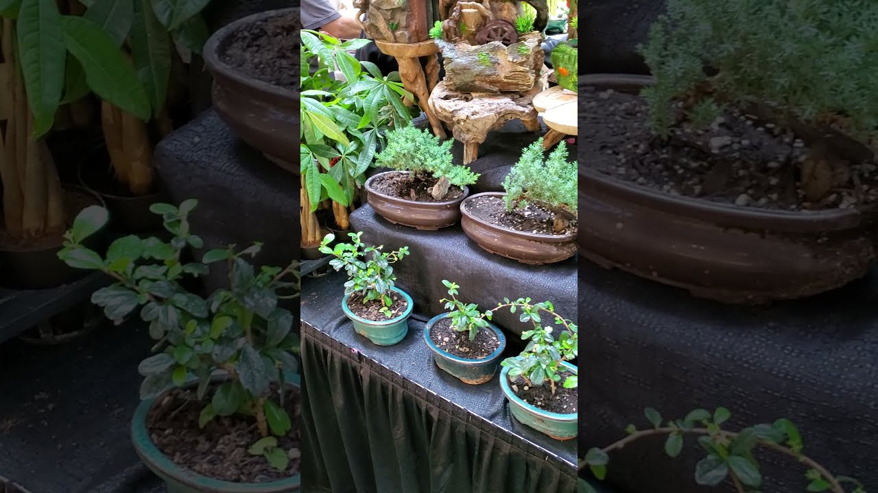 Mr.Miyagi's favorite tree. ( Bonsai Tree) - YouTube