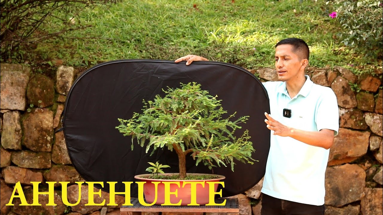 Trasplante ahuehuete _ gran sorpresa - YouTube