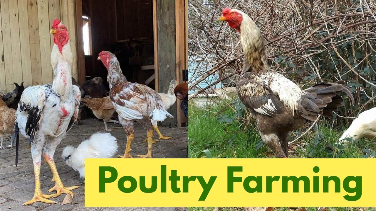 Malay Chicken of Pakistan- Home Poultry Farm - Home bred Hen - YouTube