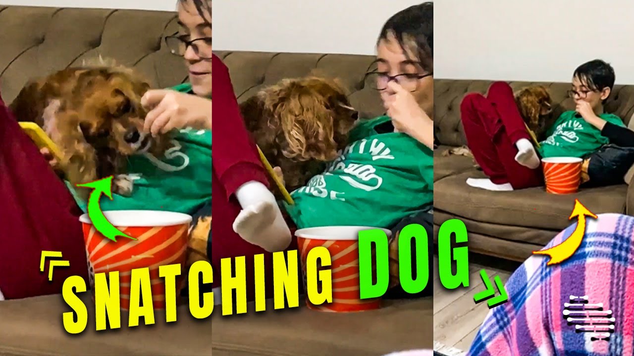 Dog Snatch Food Away from a Boy - YouTube
