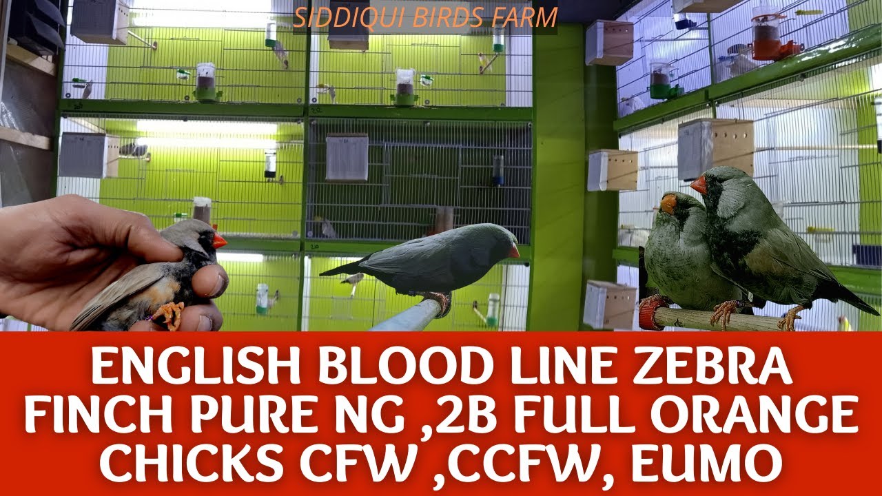 English blood line zebra finch pure Ng ,2b full orange chicks cfw ,ccfw ...