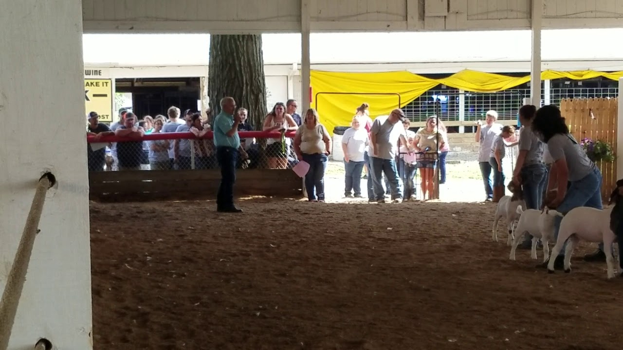 Born and Raised Goat results, judge Doug Bayliss, LoCo Fair 7-10-2019 ...