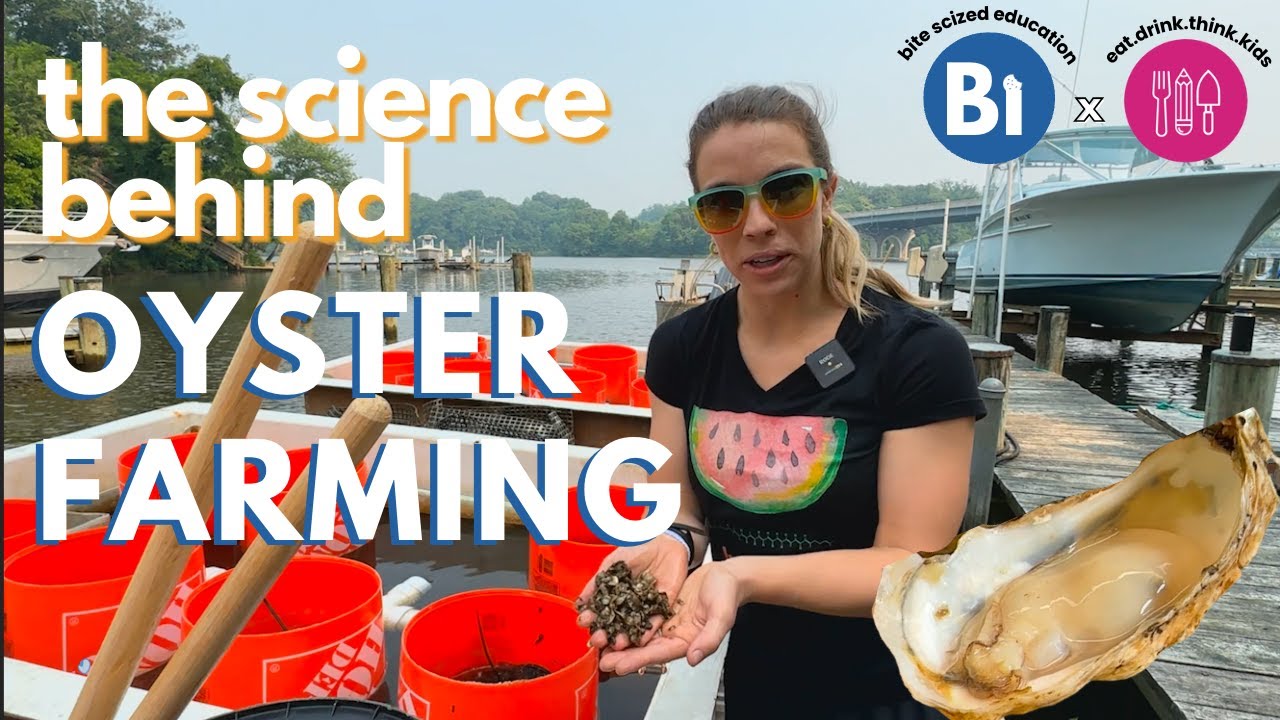 THE SCIENCE BEHIND: OYSTER FARMING (Food & Sustainability Series, Part ...