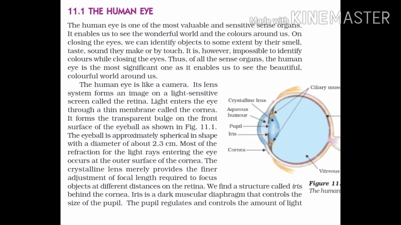 Human Eye 3D Simulator - YouTube