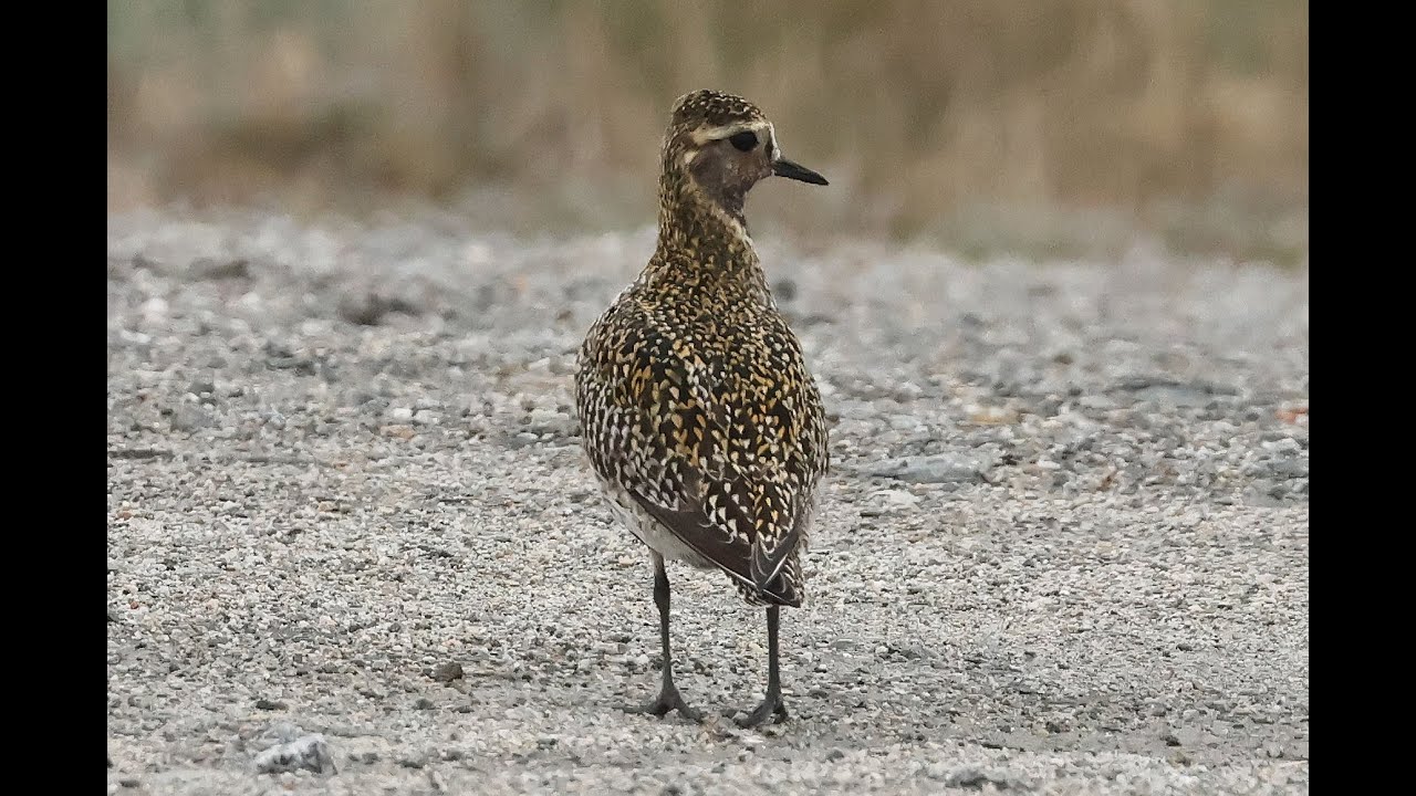 NS Birds 2024-the first 6 months - YouTube