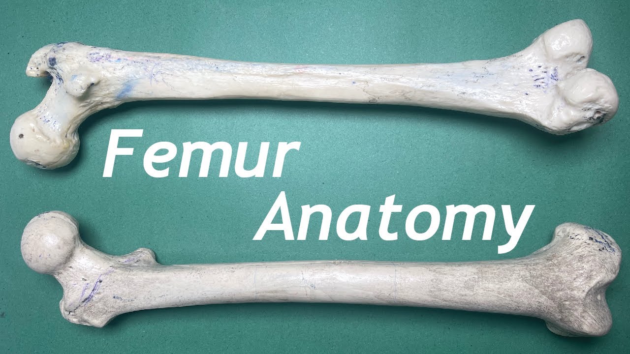Femur Anatomy - Bony features| Lower limb bones| Dr. Awais - YouTube