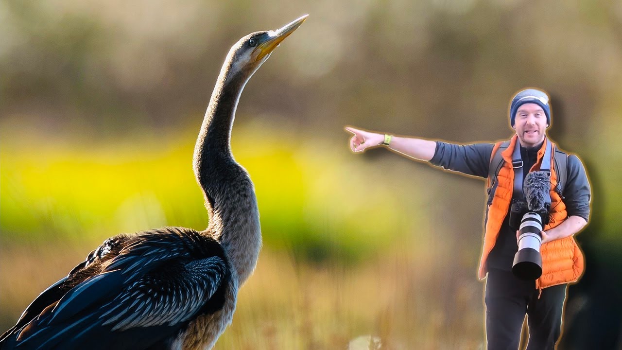 #Bird #Photography in Bad Light? | #Canon 1DX II & EF 100-400mm II ...