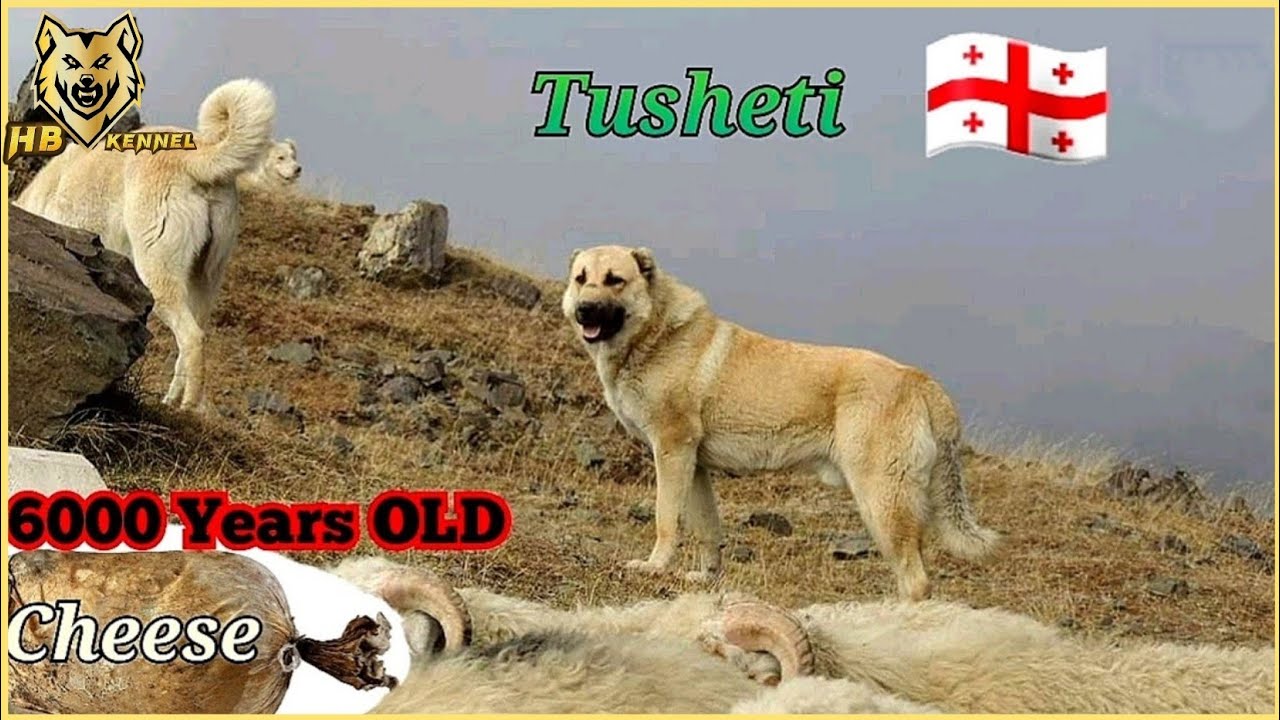 Shepherd Dog of Tusheti | 6000 years Old Tradition Of Guda Cheese - YouTube