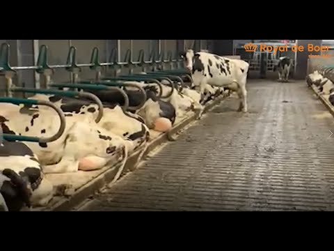 Cows in B3130 cubicle with Akwatopsoft bedding