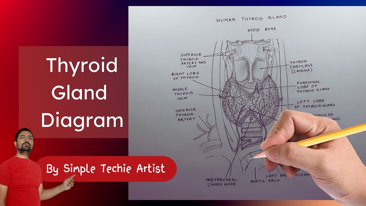 Drawing the Thyroid Gland: A Step-by-Step Guide #biologydiagram #cbse # ...
