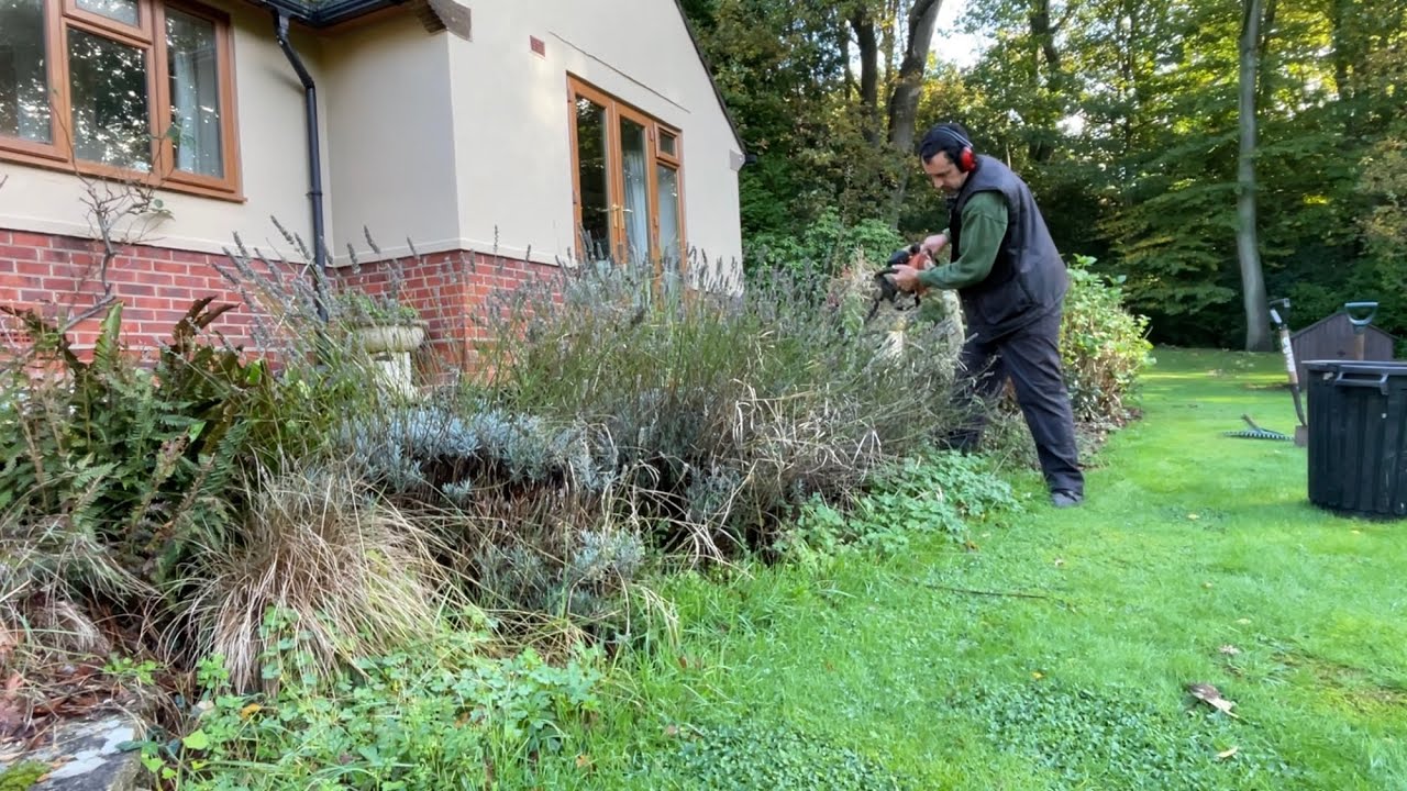 Tidying up a messy overgrown border and moving a beech tree 🌳 😀 - YouTube