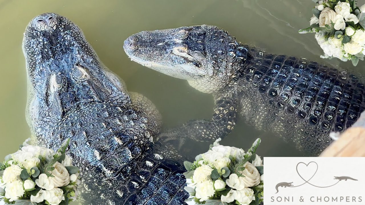 I'm Throwing My Alligators A $100,000 Wedding! - YouTube