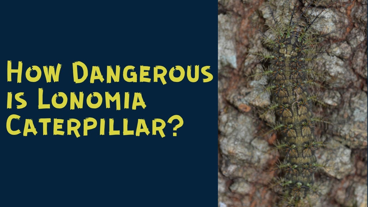 How Dangerous is Lonomia Caterpillar? - YouTube