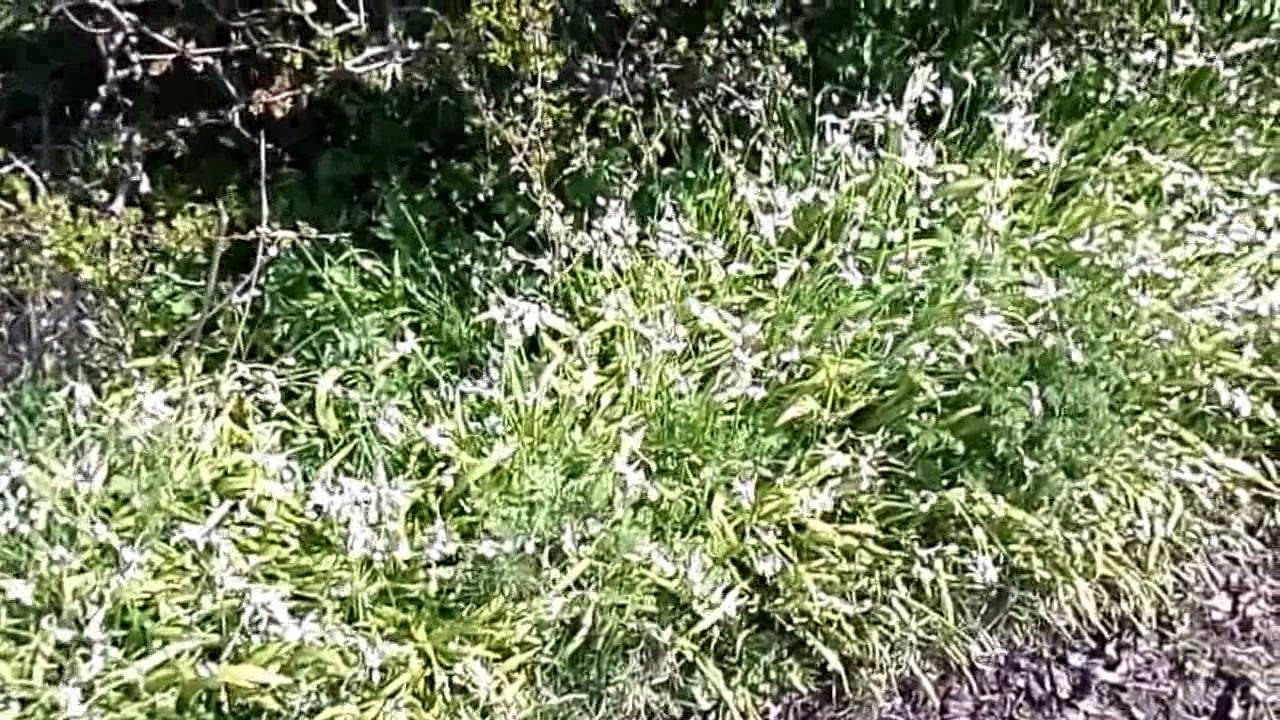 Nature Insights - Few-flowered Leek - An Invasive Weed - YouTube