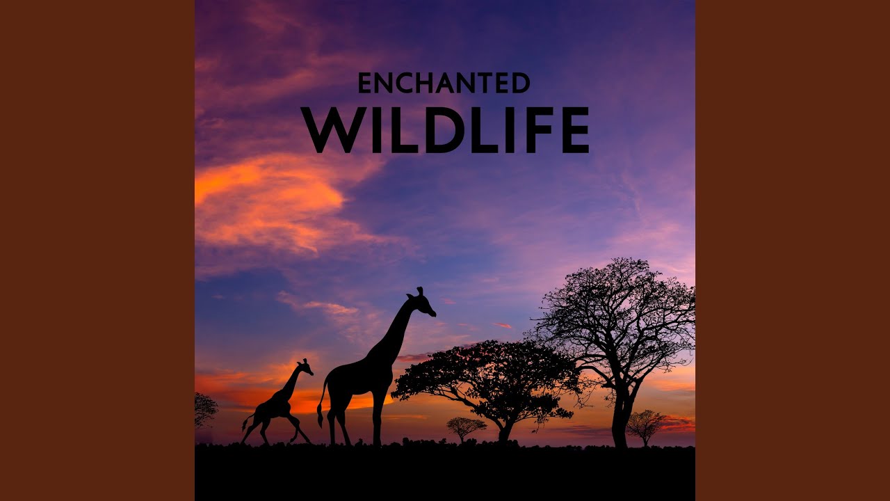 Admire the Animals - YouTube