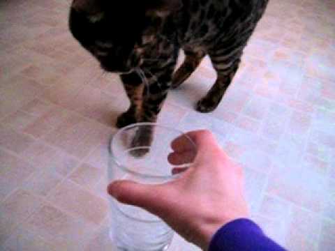Cat Blender - YouTube