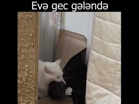 harun memmedov gulmeli parodiler